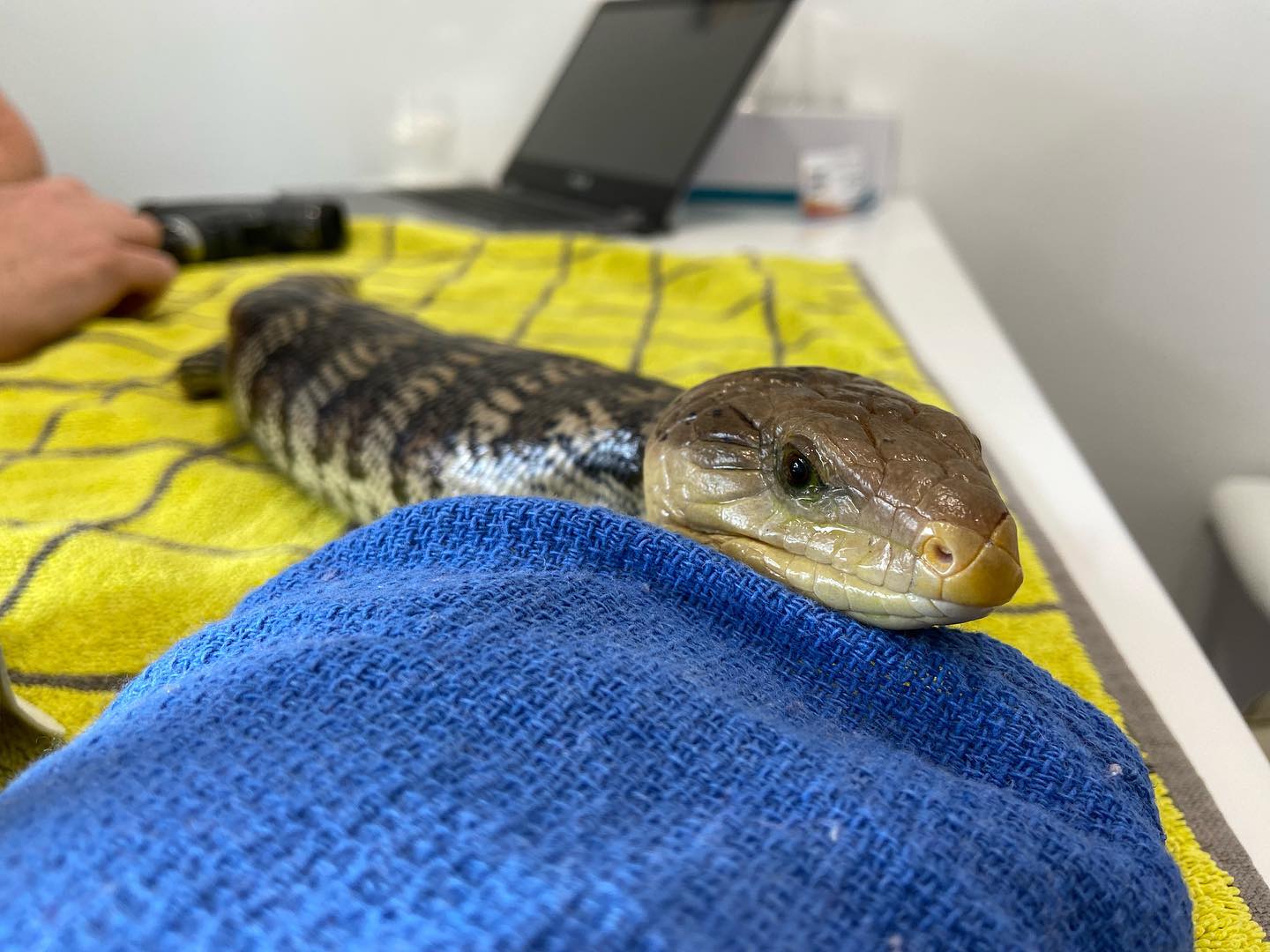 Milo – The Exotics Vet